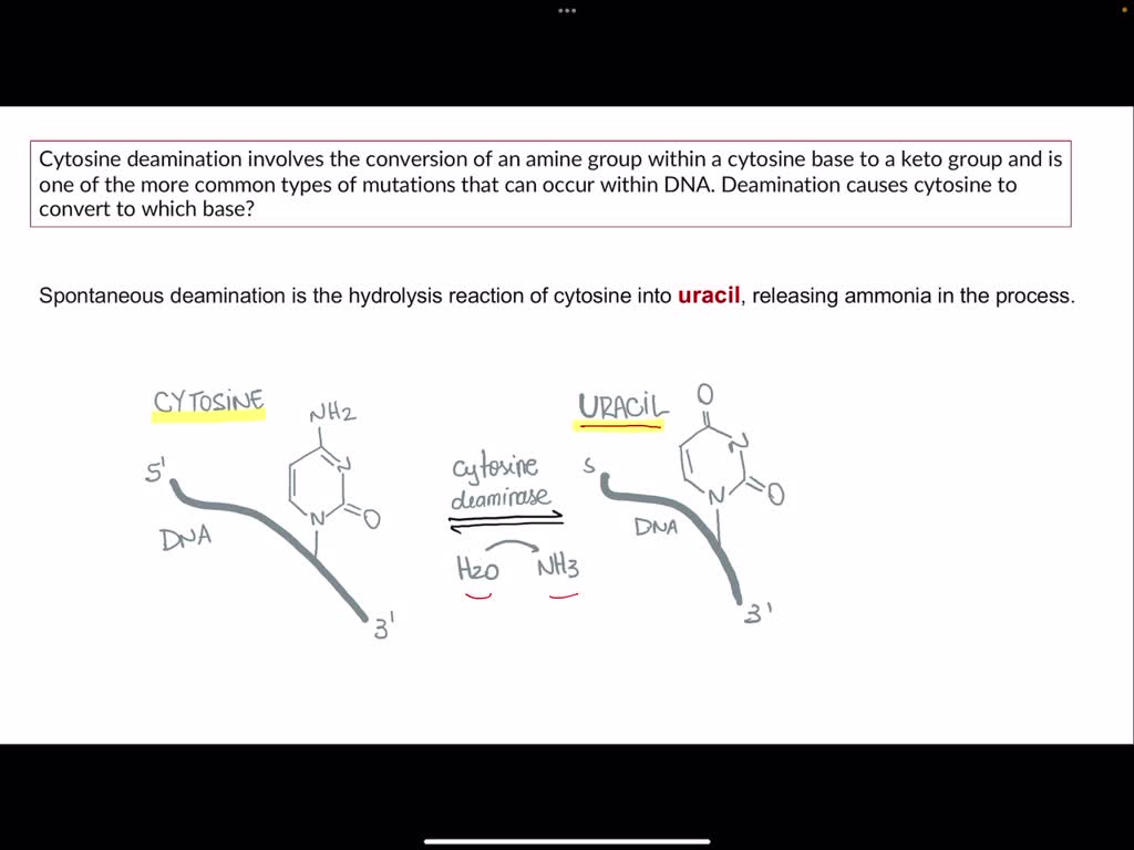 SOLVED: Cytosine deamination involves the conversion of an amine group ...