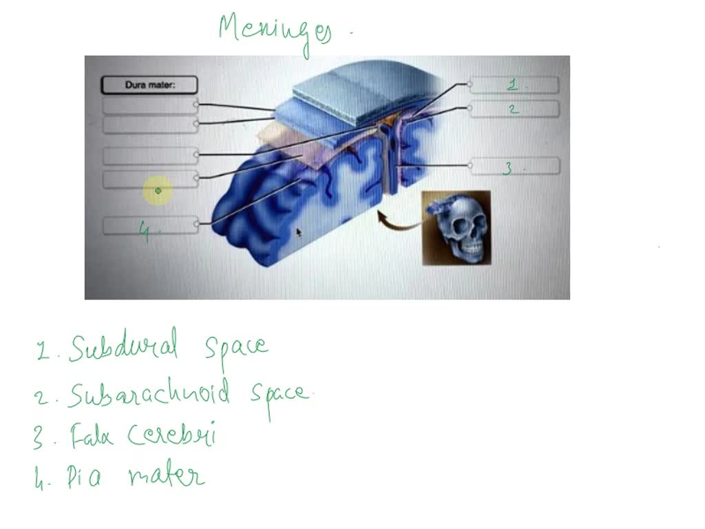 SOLVED: Arrange the layers of meninges in the correct order from ...
