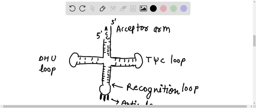 SOLVED: which site of a tRNA molecule forms hydrogen bonds with mRNA ...