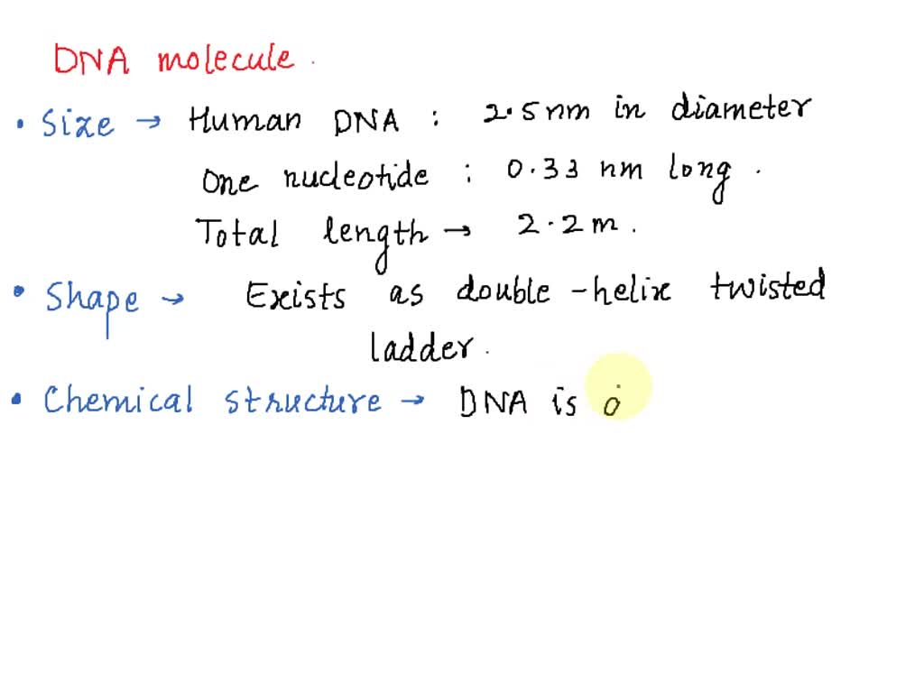 SOLVED: describe the size, shape, and chemical structure of the DNA ...