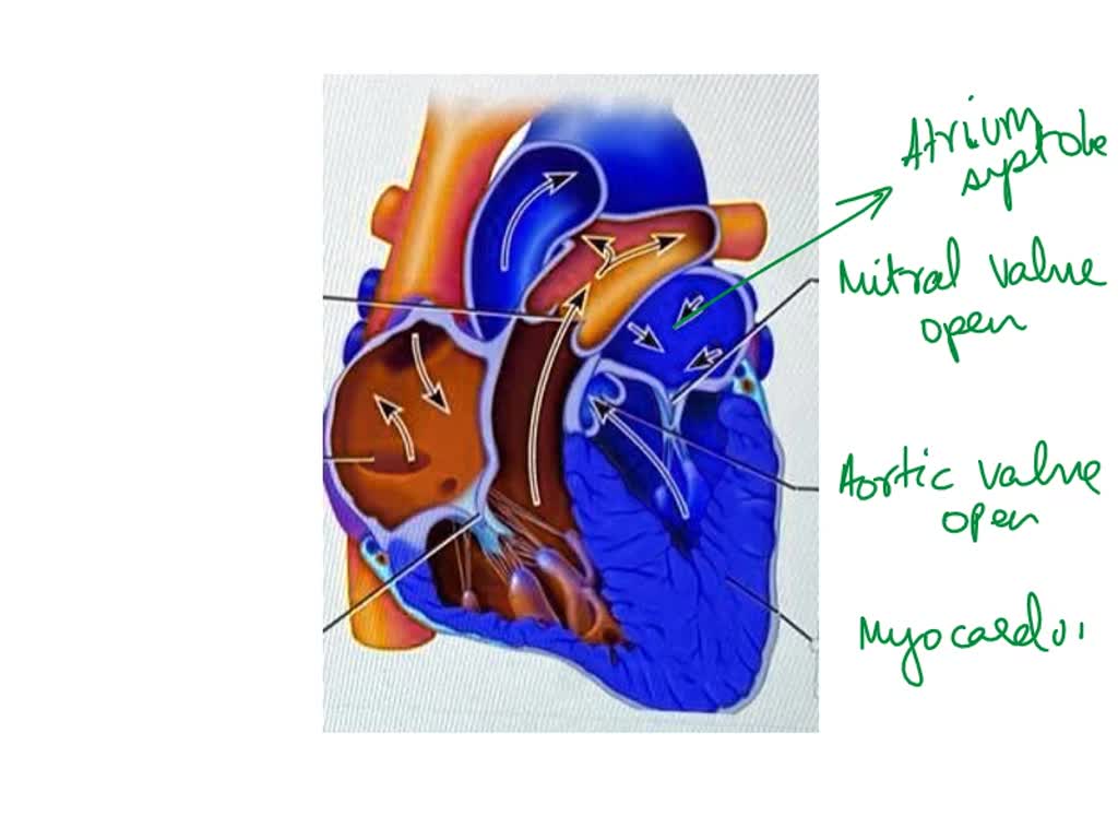 SOLVED: Label the positioning of the valve cusps during ventricular ...