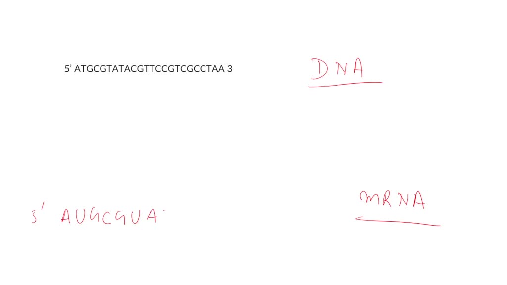 SOLVED: Use the DNA molecule 5â€™ ATGCGTATACGTTCCGTCGCCTAA 3â€™ and ...