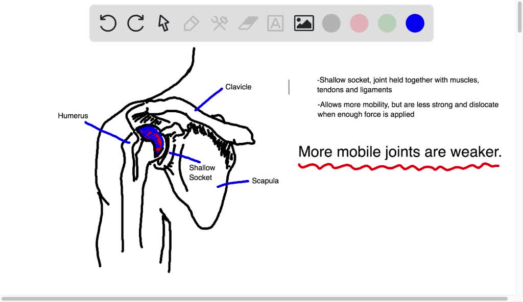 SOLVED: The term double-jointed describes 34L The cause for this ...