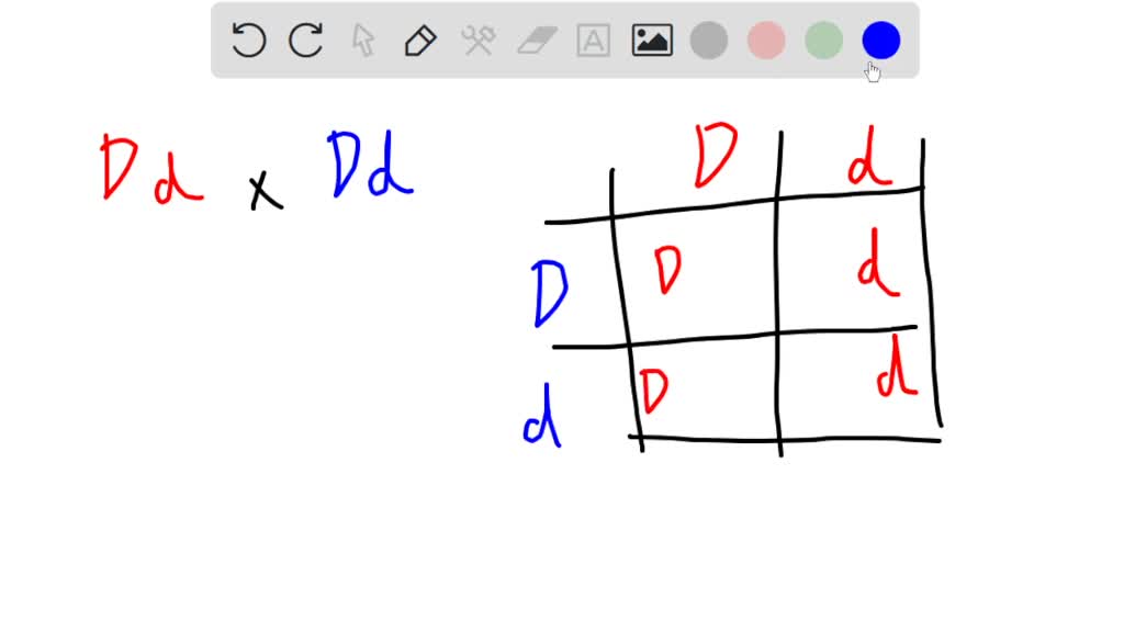 SOLVED: In humans, the allele for dimples (D) is dominant to the allele ...