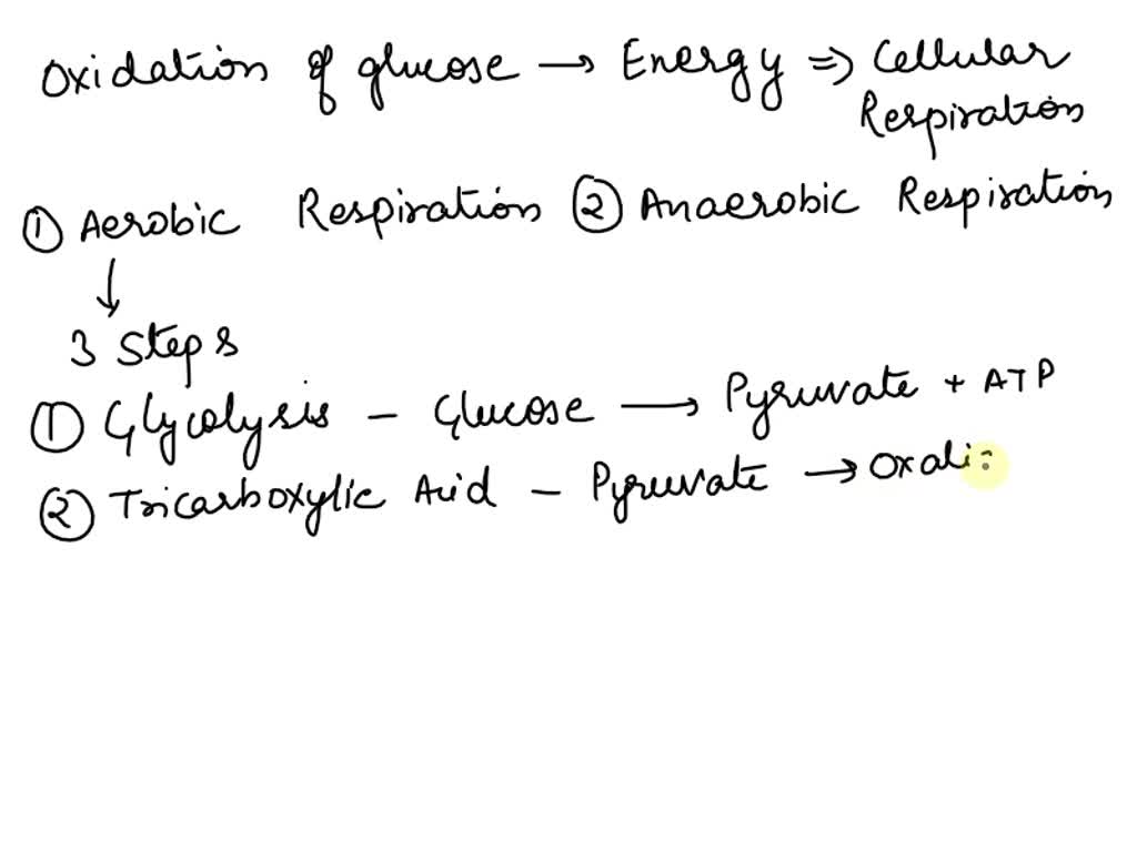 SOLVED: The oxygen consumed during cellular respiration is a DIRECT ...
