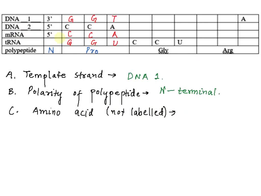 SOLVED: DNA with respect to the 1 question following orientation) orientation) the Answer ...