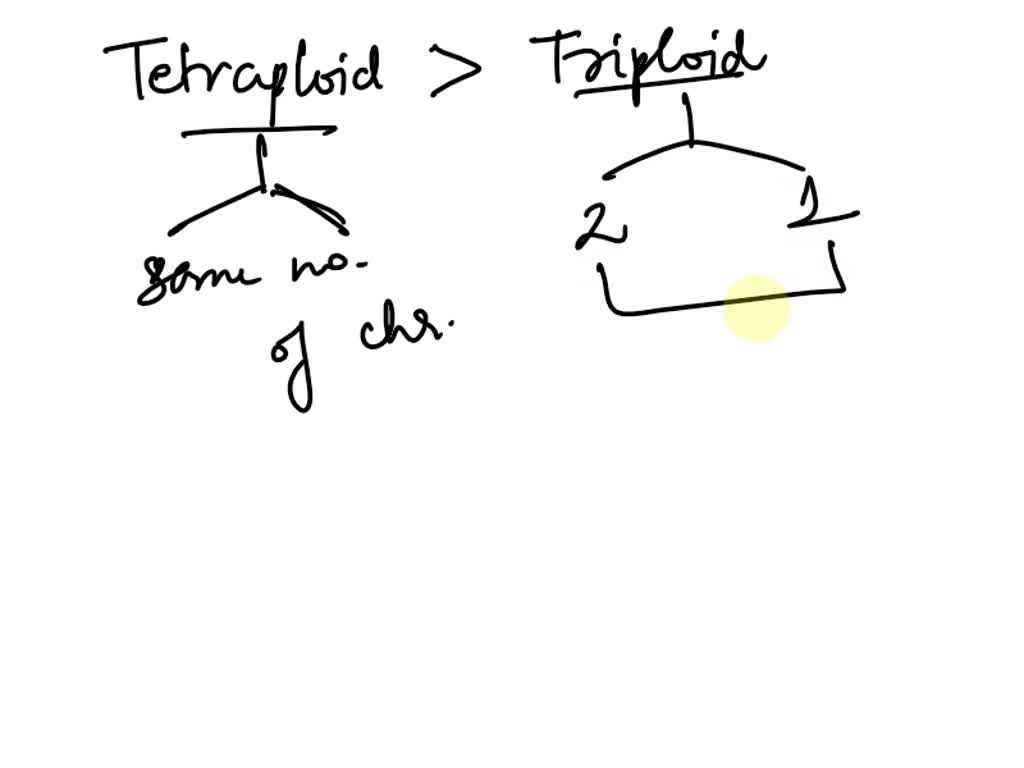 Solved Compare A Triploid Cell And Tetraploid Cell Which One Is More