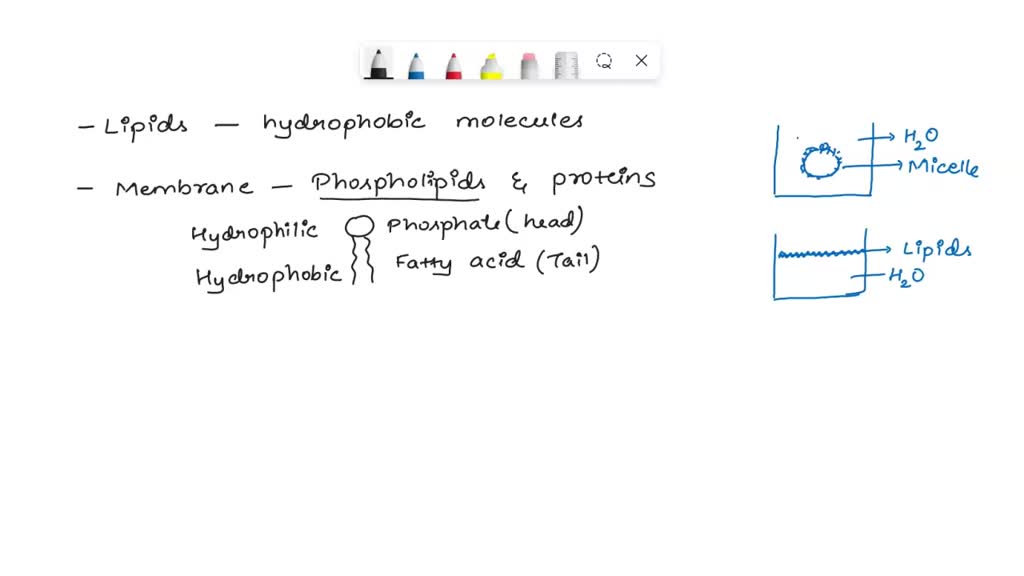 SOLVED: Why are lipids and proteins free to move laterally in membranes ...