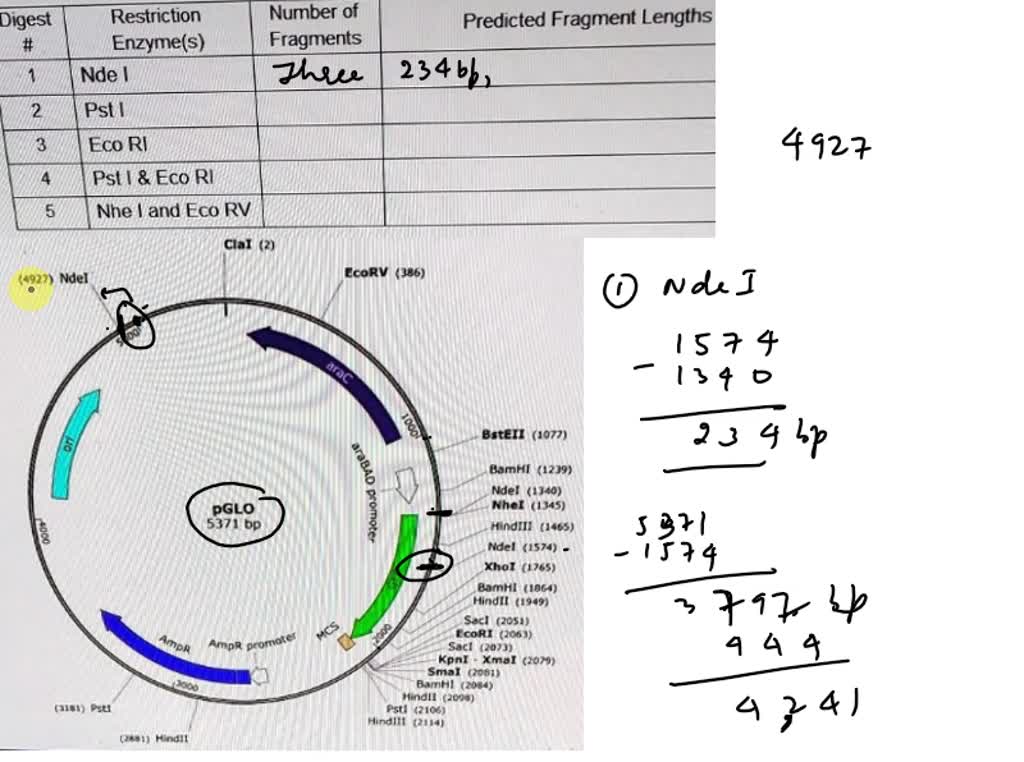 SOLVED: Following restriction map for the five restriction digests; predict the number and ...