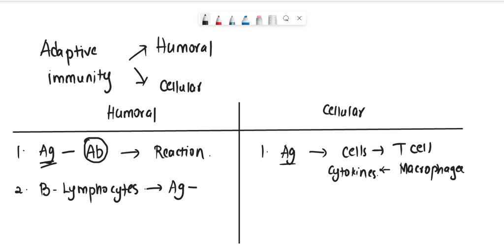 SOLVED: Explain the difference between cell-mediated (cellular) immunity and antibody-mediated ...