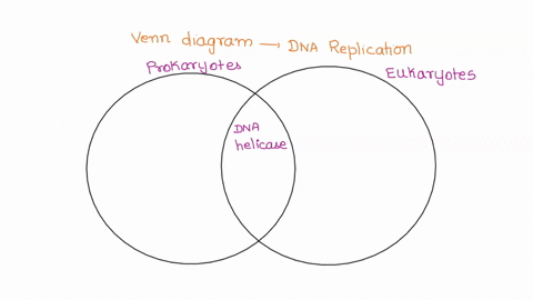 30+ viruses vs cells venn diagram - FynnLordswill