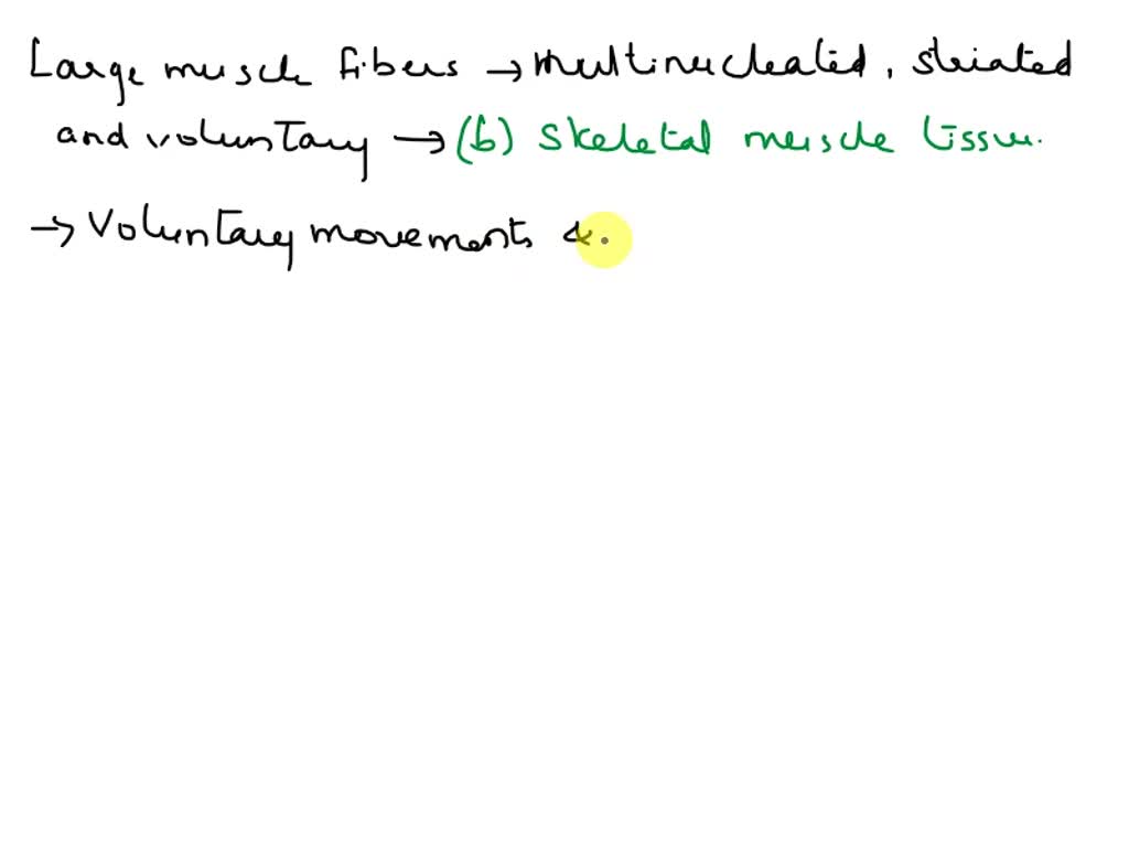 SOLVED: The skeletal muscle fibers are multinucleated, why? The ...