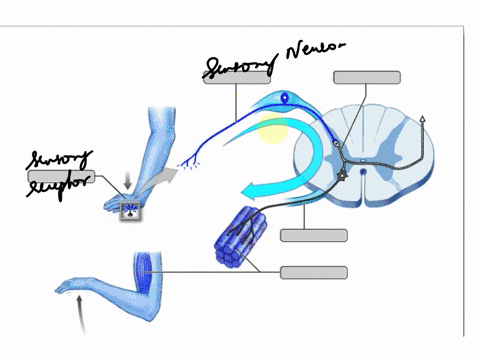 Art-labeling Activity: Figure 14.9 Visceral sensory neuron Response Receptor in viscera Visceral ...