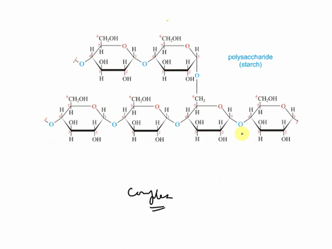 On a blank piece of paper draw the following a short peptide...