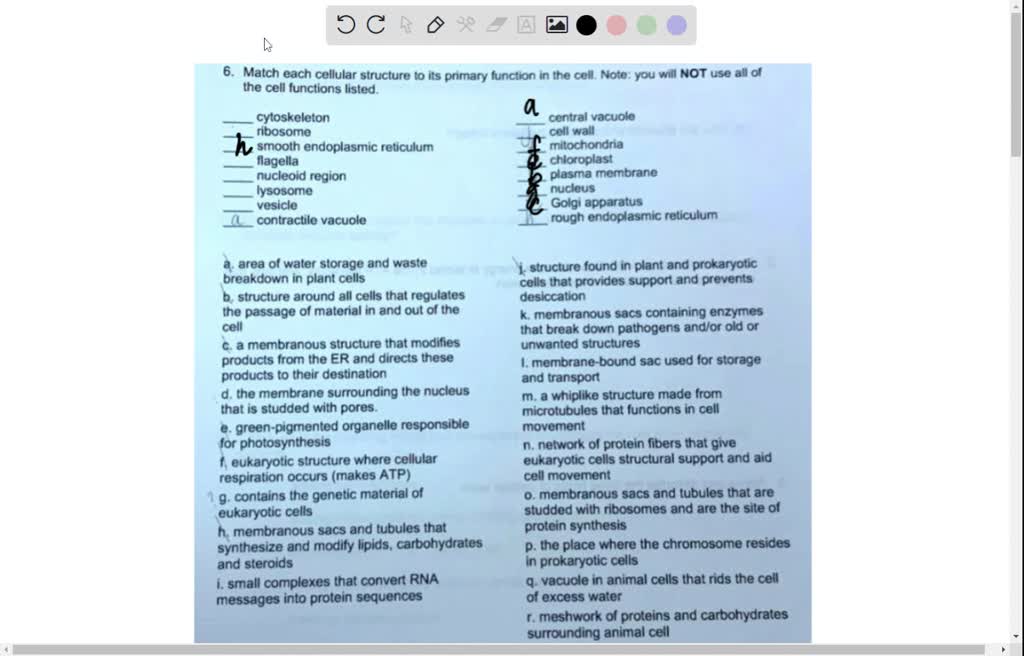 SOLVED: Texts: Drag the correct description under each cell structure ... SOLVED: Texts: Drag the correct description under each cell structure ...
