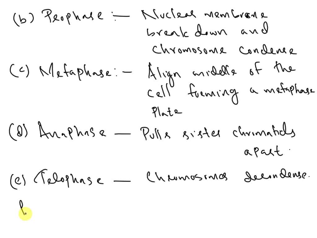 SOLVED: Meiosis and Mitosis 1. List the stages of meiosis and mitosis ...
