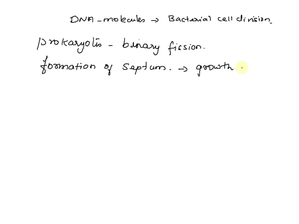 SOLVED: During bacterial cell division, the two DNA molecules are ...
