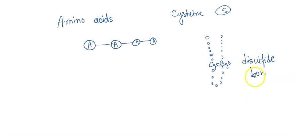 SOLVED: A string of amino acids folds into its tertiary structure ...