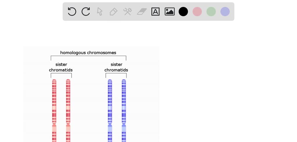 SOLVED: Question 23 (2.5 points) Key differences between mitosis and ...