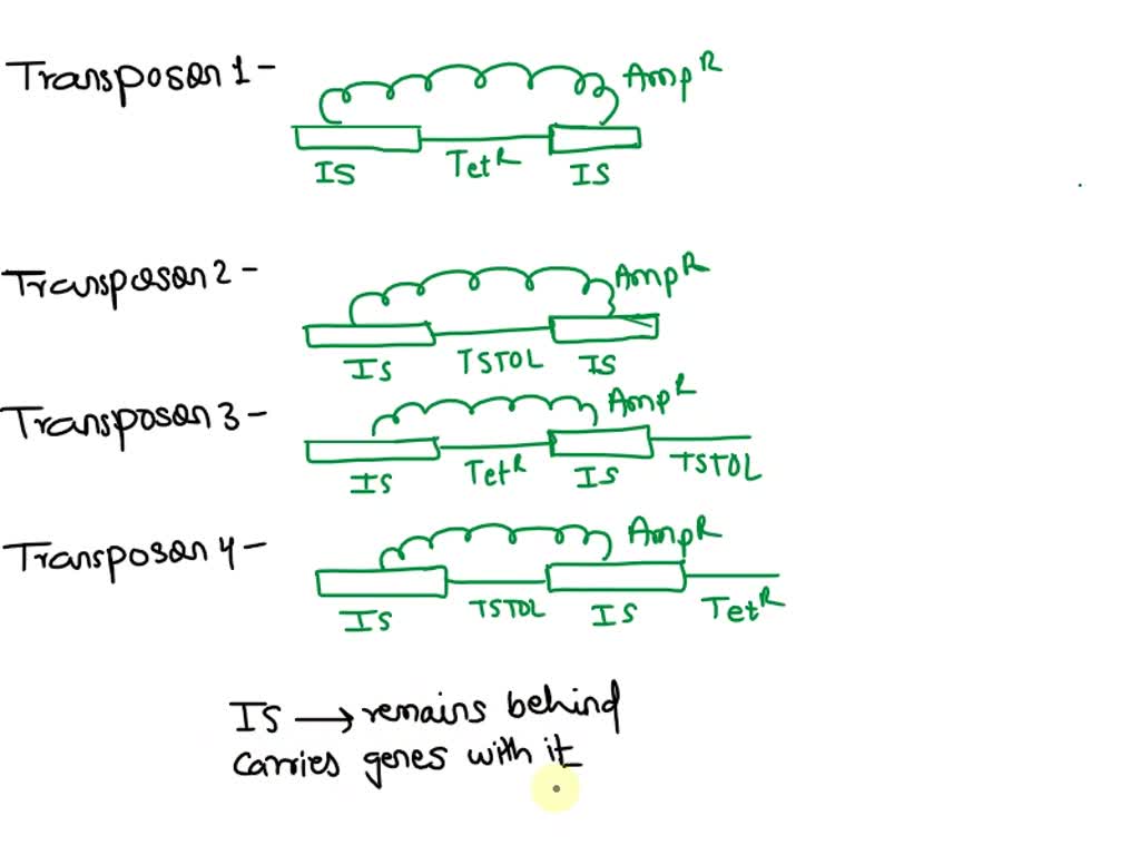 SOLVED: 3. (16 pts). A composite transposon can be considered to be ...