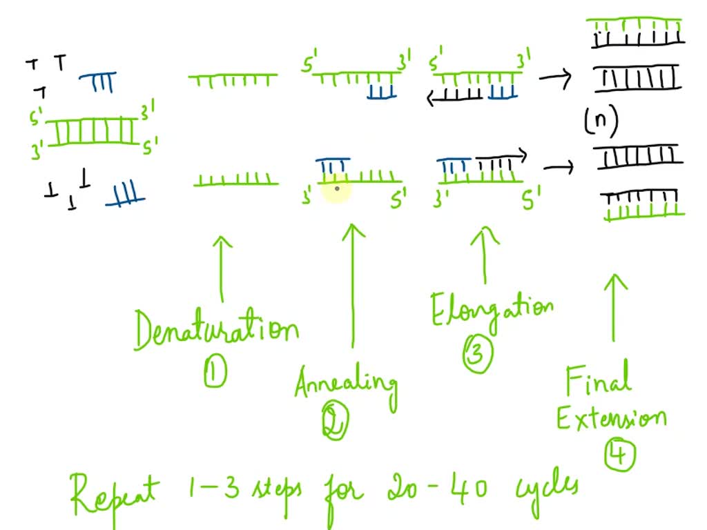 SOLVED: summarize the process of a PCR in a diagram. include all the ...