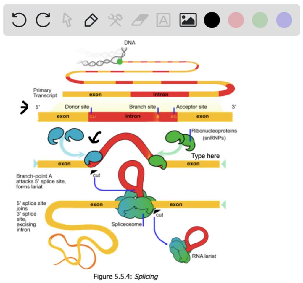 SOLVED: Show the steps involved in spliceosome formation. 2. Describe ...