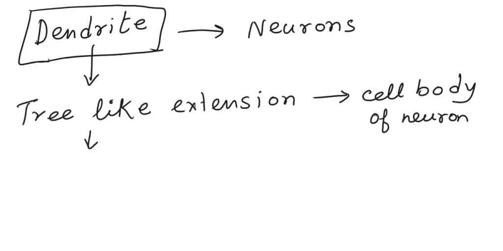 Solved Anatomy And Psychology This Is A Diagram Of A Multipolar Neuron What Does A