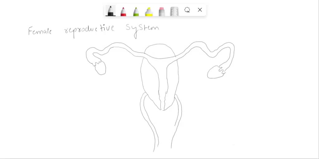 Solved Draw A Female Reproductive System In Human Beings And Label It 