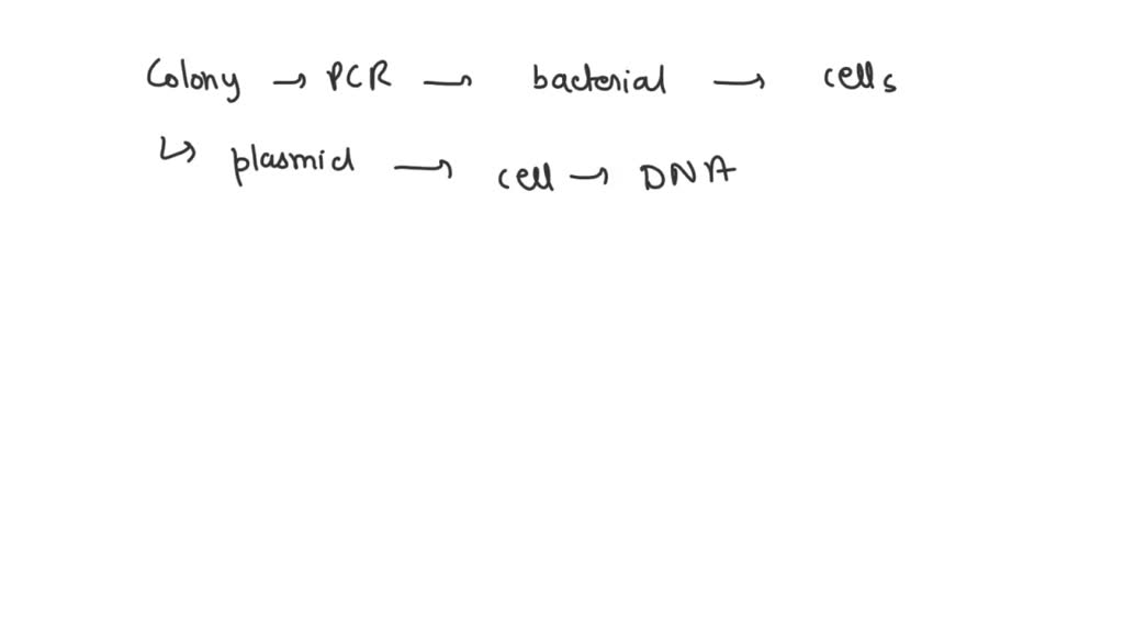 SOLVED: 2 Colony PCR is performed by placing a small amount of a single ...