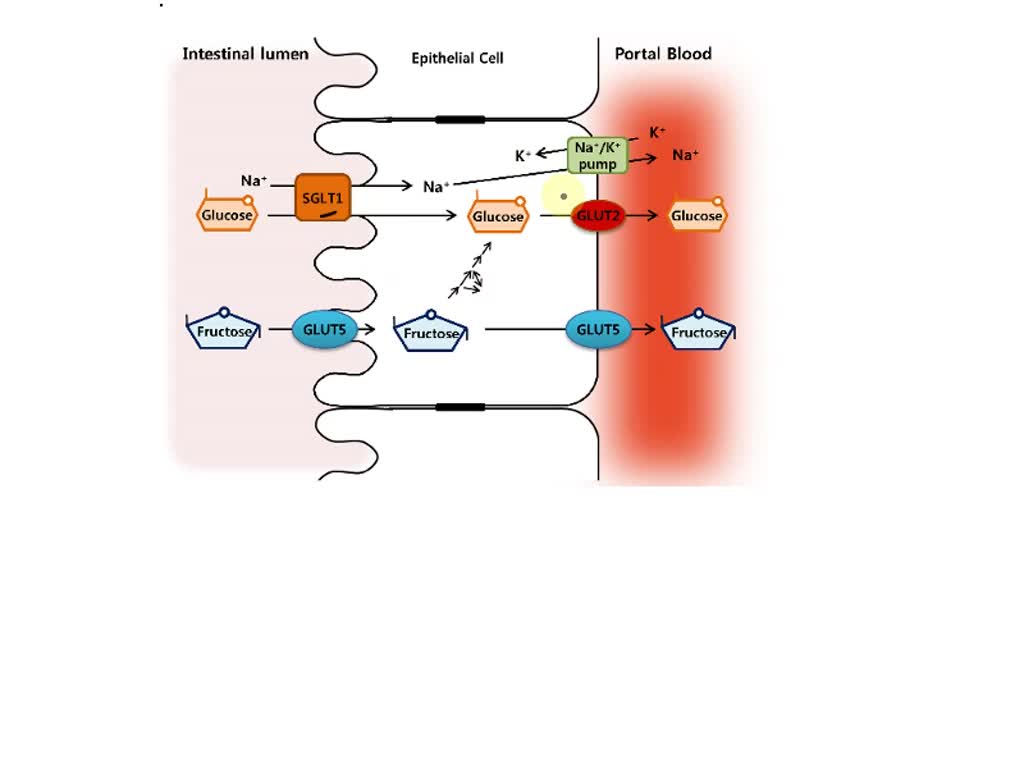 SOLVED: Active transport: remarks, types, and examples of primary pumps ...