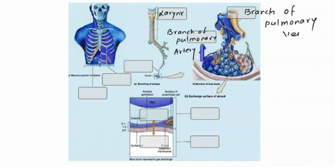 Respiratory System Anatomy Lab OBJECTIVES: Students will use models and histology to learn the ...