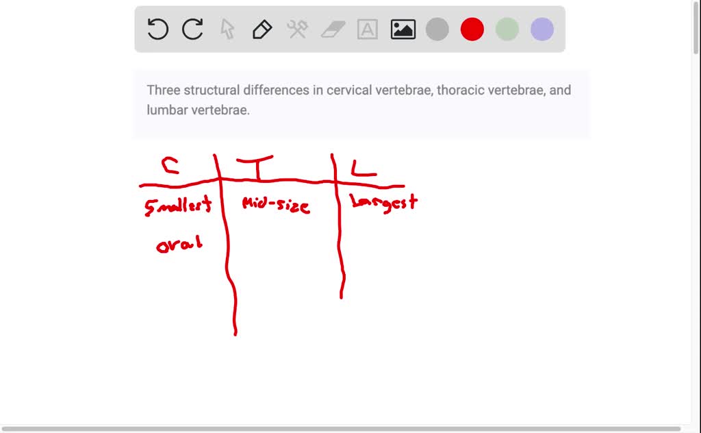 SOLVED: Three structural differences in cervical vertebrae, thoracic ...