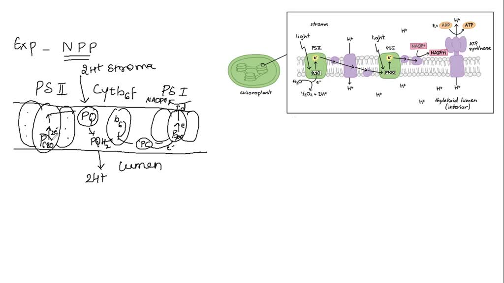 SOLVED: In green plant photosynthesis, how many protons are transferred ...