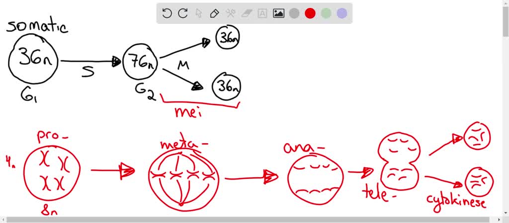 SOLVED: A cell has 8 chromosomes in G1 of interphase. Draw a picture of ...