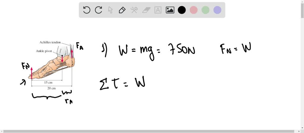 SOLVED: Written Question #2: person steps onto their "tiptoes shown in ...