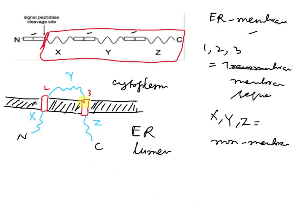 SOLVED: The figure shows the organization of a protein that resides on ...
