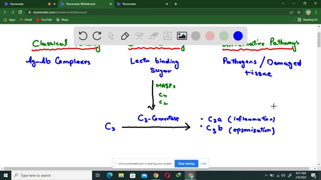 Solved Which Pathway Of Complement Activation Represents Cooperation Between Innate And