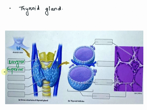 abel the anterior view of the thyroid gland based on the hints provided ...