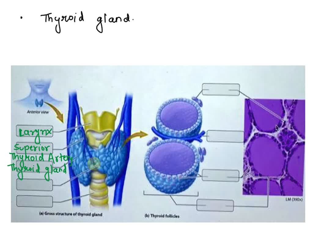 SOLVED: The thyroid gland has left and right lobes connected by a ...