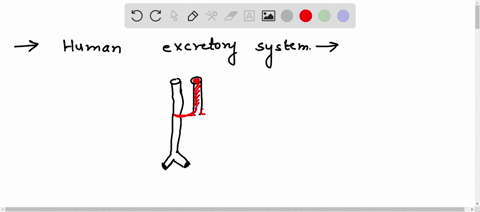 6.Draw a neat diagram of human excretory system and label...