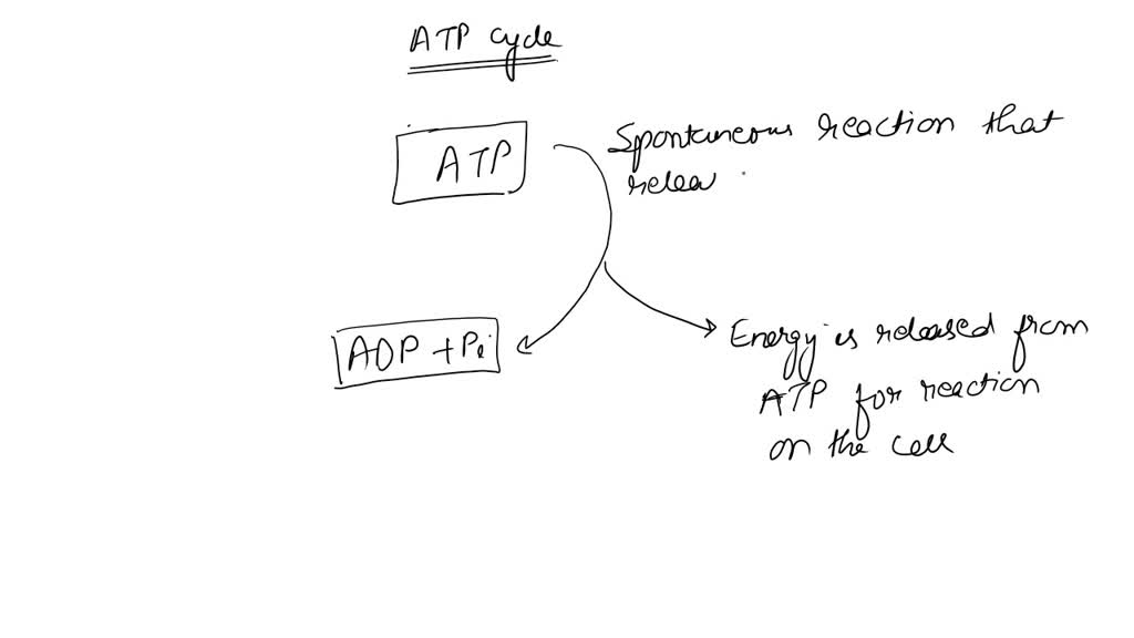 SOLVED: Label the appropriate images in the ATP cycle. Place your ...