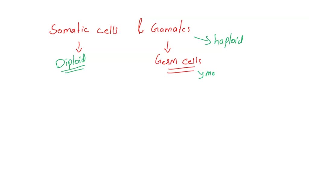 SOLVED: Comparing somatic cells and gametes, somatic cells area ...