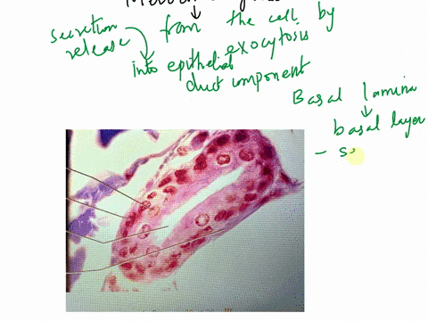Histology of Organs of the Digestive Tract Get out your microscope and ...
