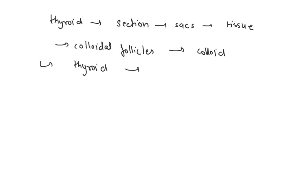 SOLVED: Identifying thyroid gland histology Thyroid follicle Follicular ...