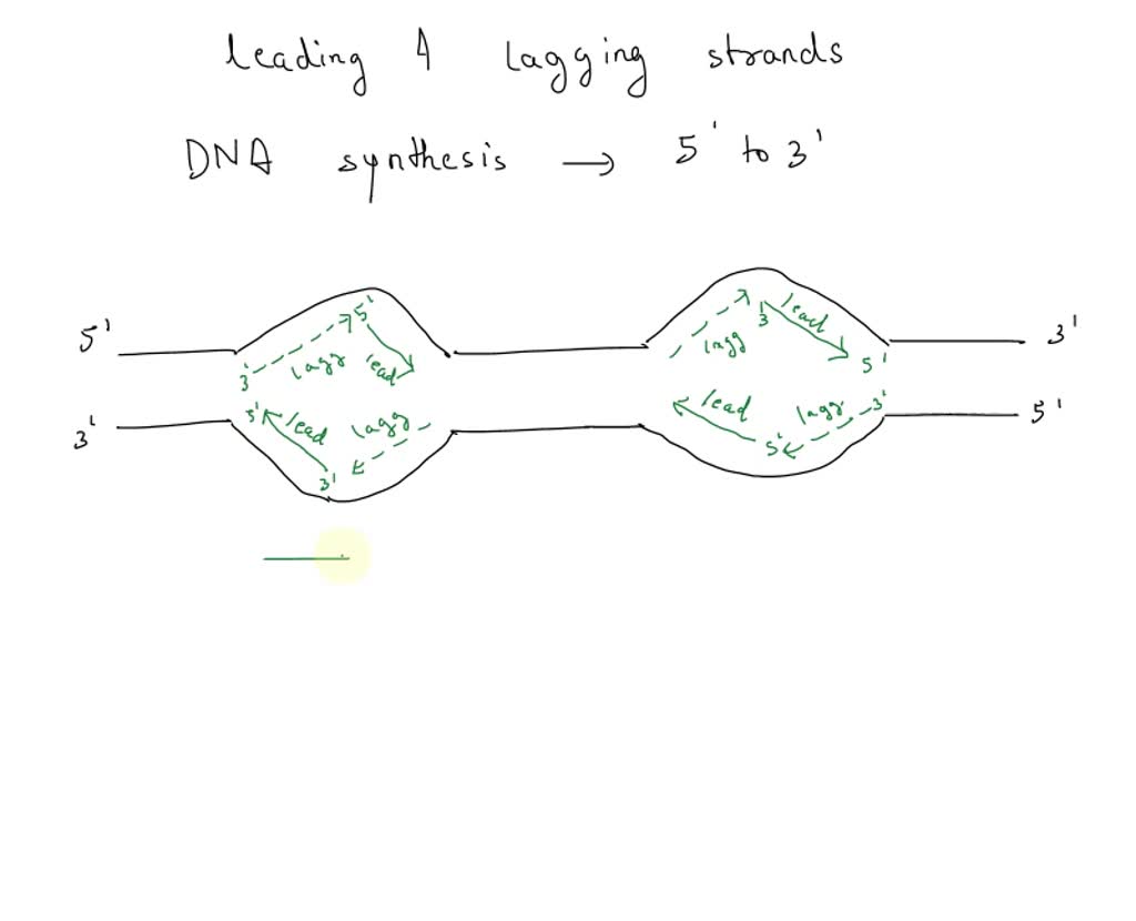 SOLVED: 1) (6 pts)- Below is a diagram ofa DNA molecule that is ...