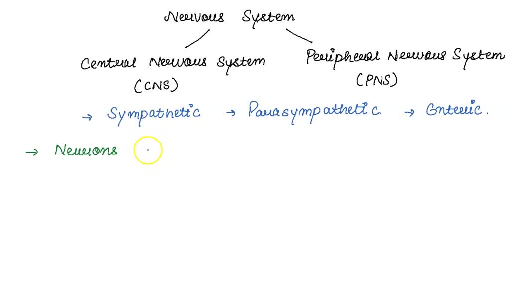 SOLVED: describe the major anatomical and functional subdivisions of ...