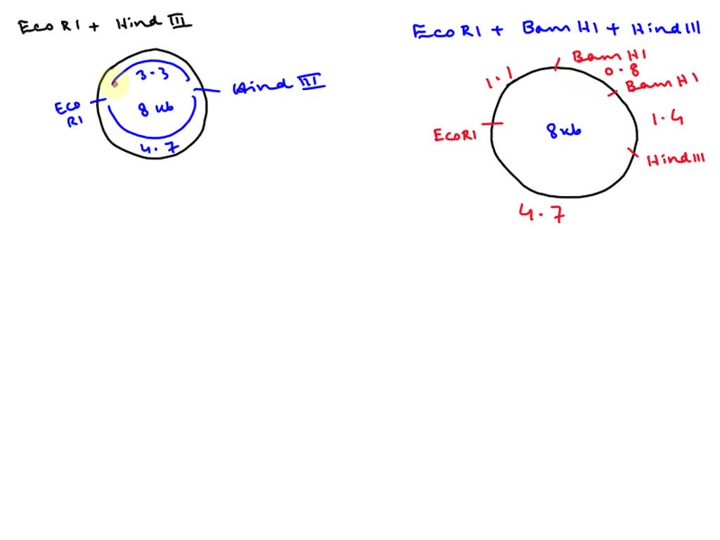 SOLVED: Draw a final restriction map for the plasmid with the following data: (3 points) Enzyme ...