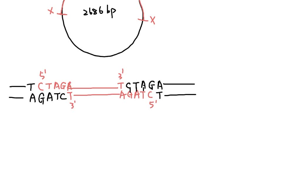 VIDEO solution: The MCS for the pUC18 plasmid vector, pUC18, is cut ...