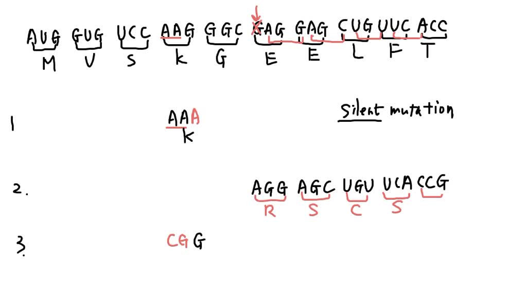 SOLVED: Below is the mRNA sequence for the beginning of Green ...