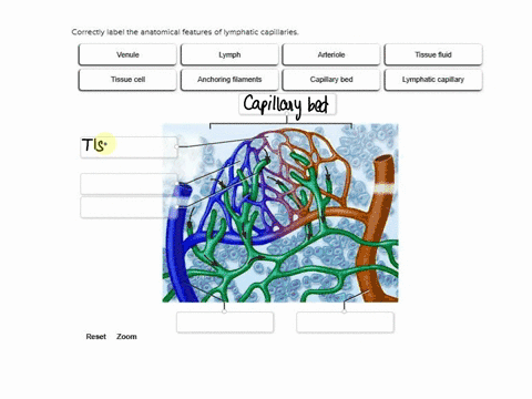 correctly label the anatomical features of lymphatic capillaries tissue ...